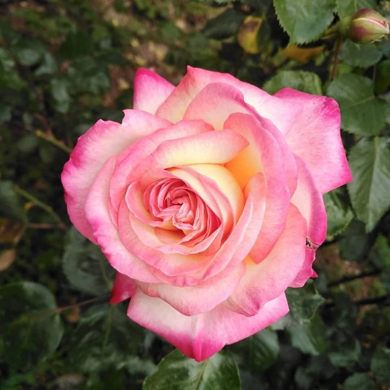 How to Make Rose Tea – The Tea Chest Blog