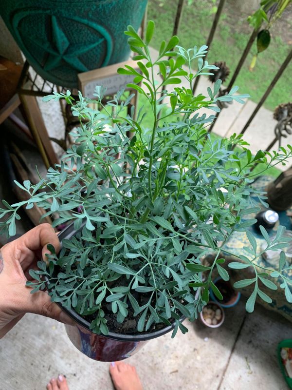 Over the Teacups #8 – The Tea Chest Blog