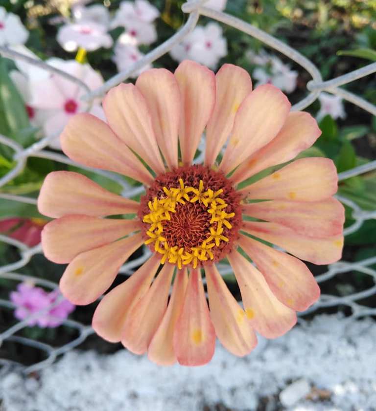 Turkish Gardens – The Tea Chest Blog