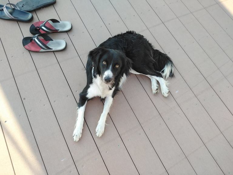 Four Paws of Southern Turkey – The Tea Chest Blog