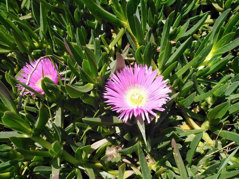 Turkish Gardens – The Tea Chest Blog