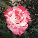 Turkish Gardens – The Tea Chest Blog