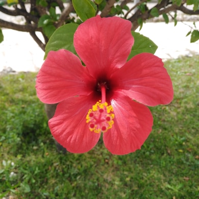 Turkish Gardens – The Tea Chest Blog