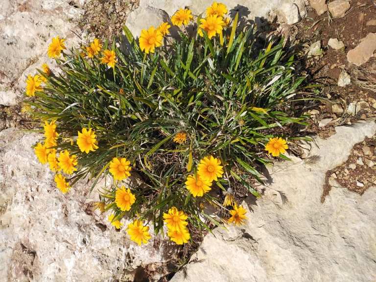 Turkish Gardens – The Tea Chest Blog